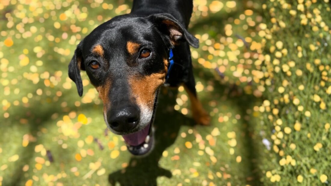 Pet of the Week: Usher | News, Sports, Jobs - Maui News